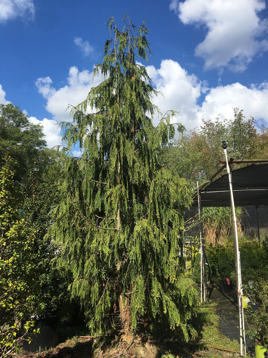 Explore the Ever-Growing Plant Inventory at Hopkins Hill Nursery